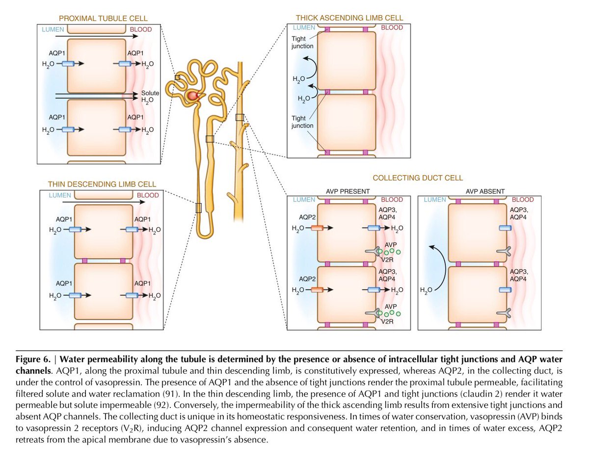 Renal Physiology 101: What every nephrologist should understand # ...