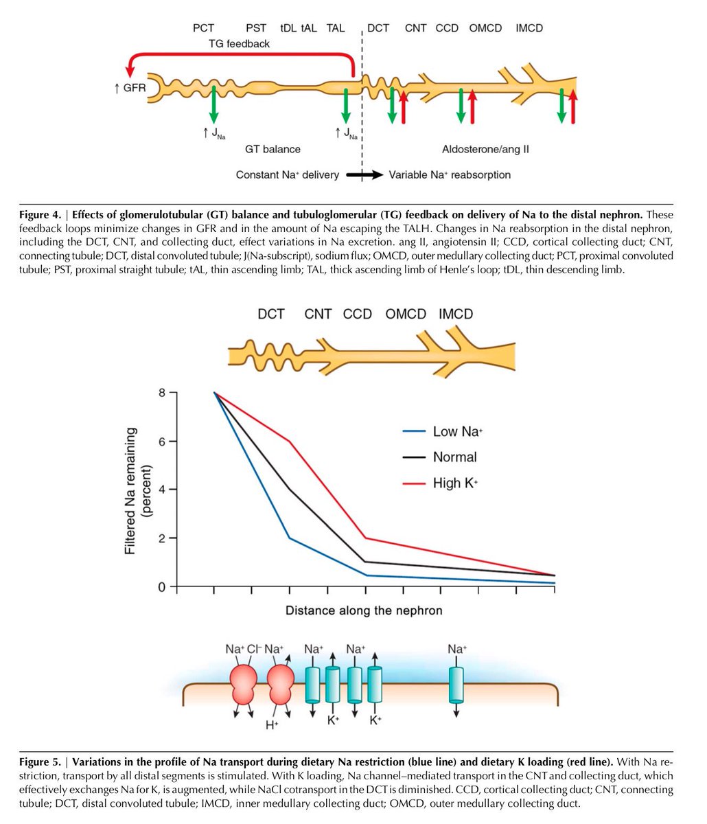 Renal Physiology 101: What every nephrologist should understand # ...