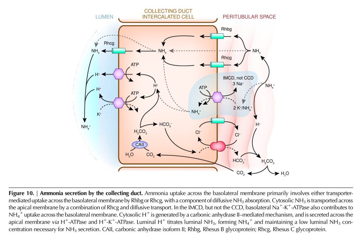 Renal Physiology 101: What every nephrologist should understand # ...
