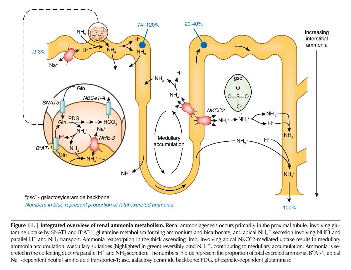 Renal Physiology 101: What every nephrologist should understand # ...