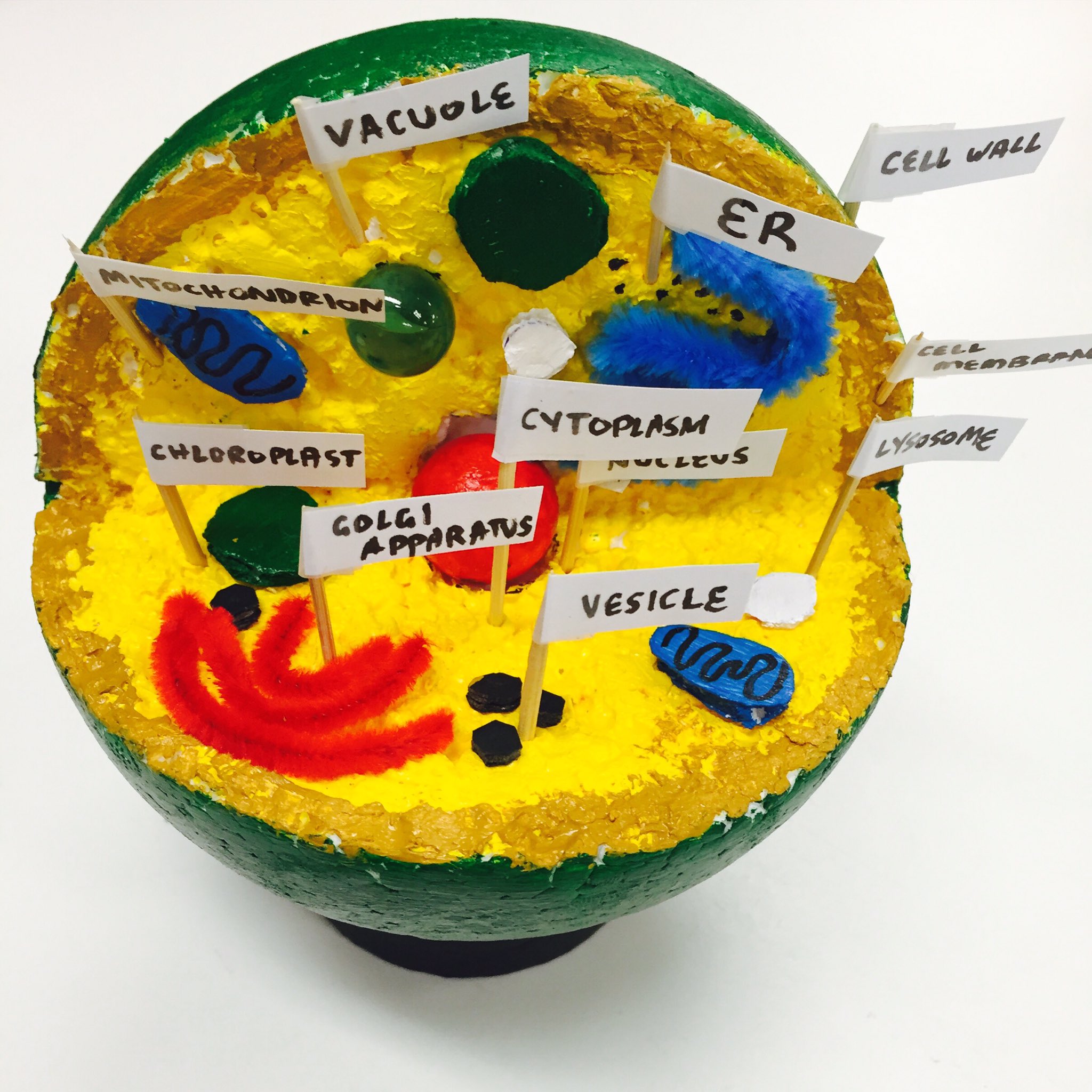 3d Animal Cell Model Project Styrofoam