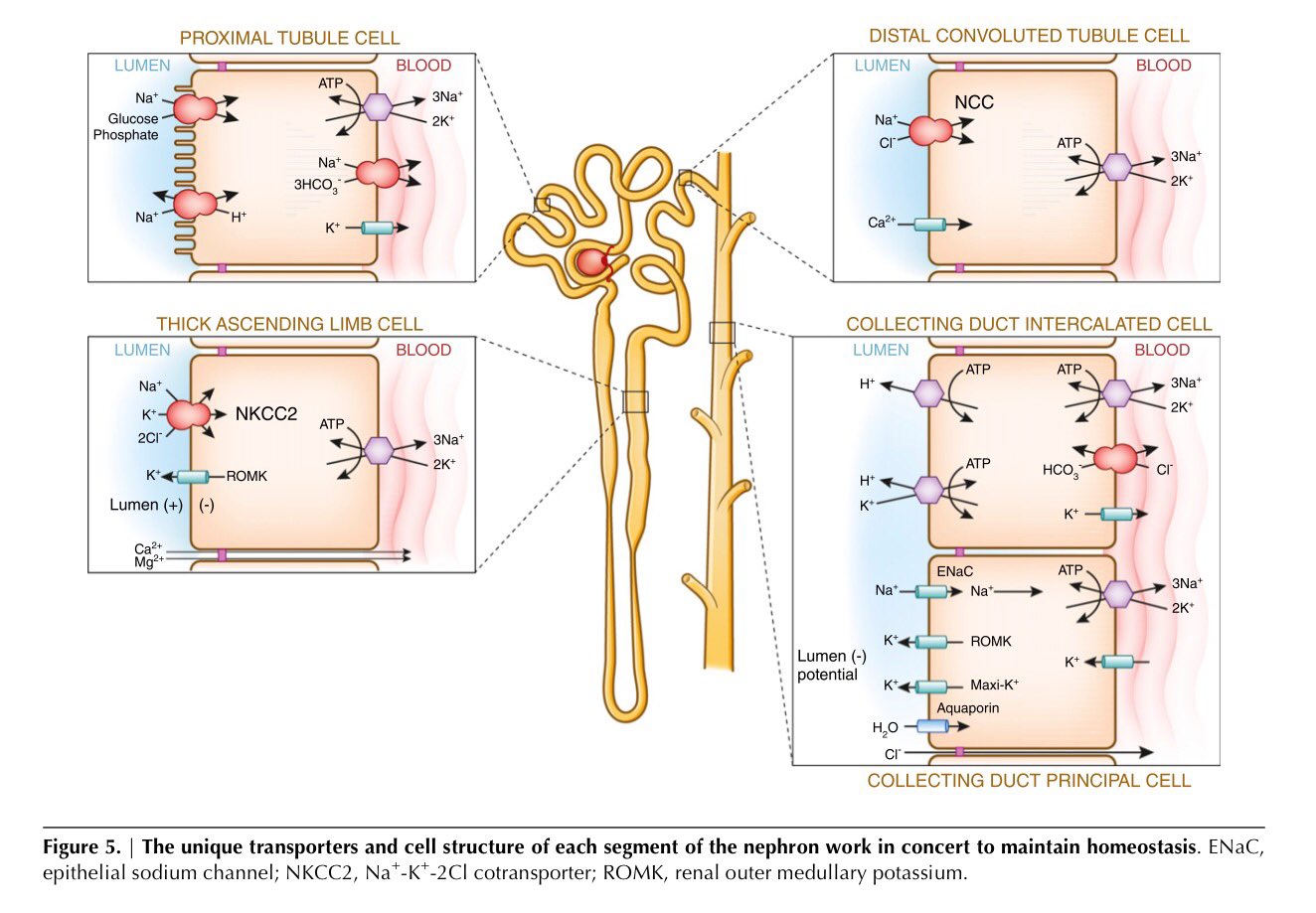 Nephron Physiology Channels