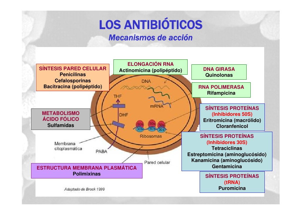 Kanamicina Mecanismo De Accion Farmacos Antiepilepticos