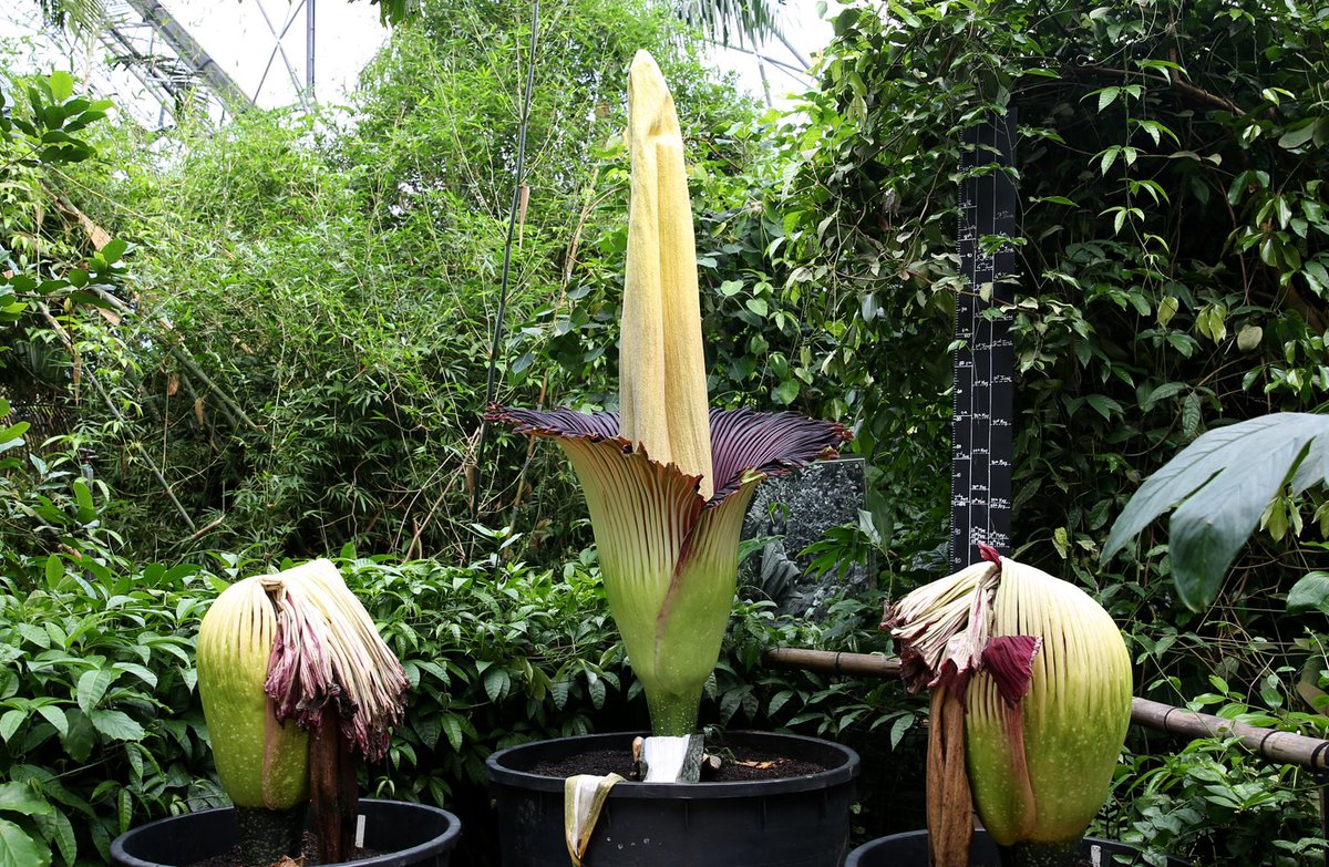 Eau de odour - would you wear a perfume made from the world's smelliest ...