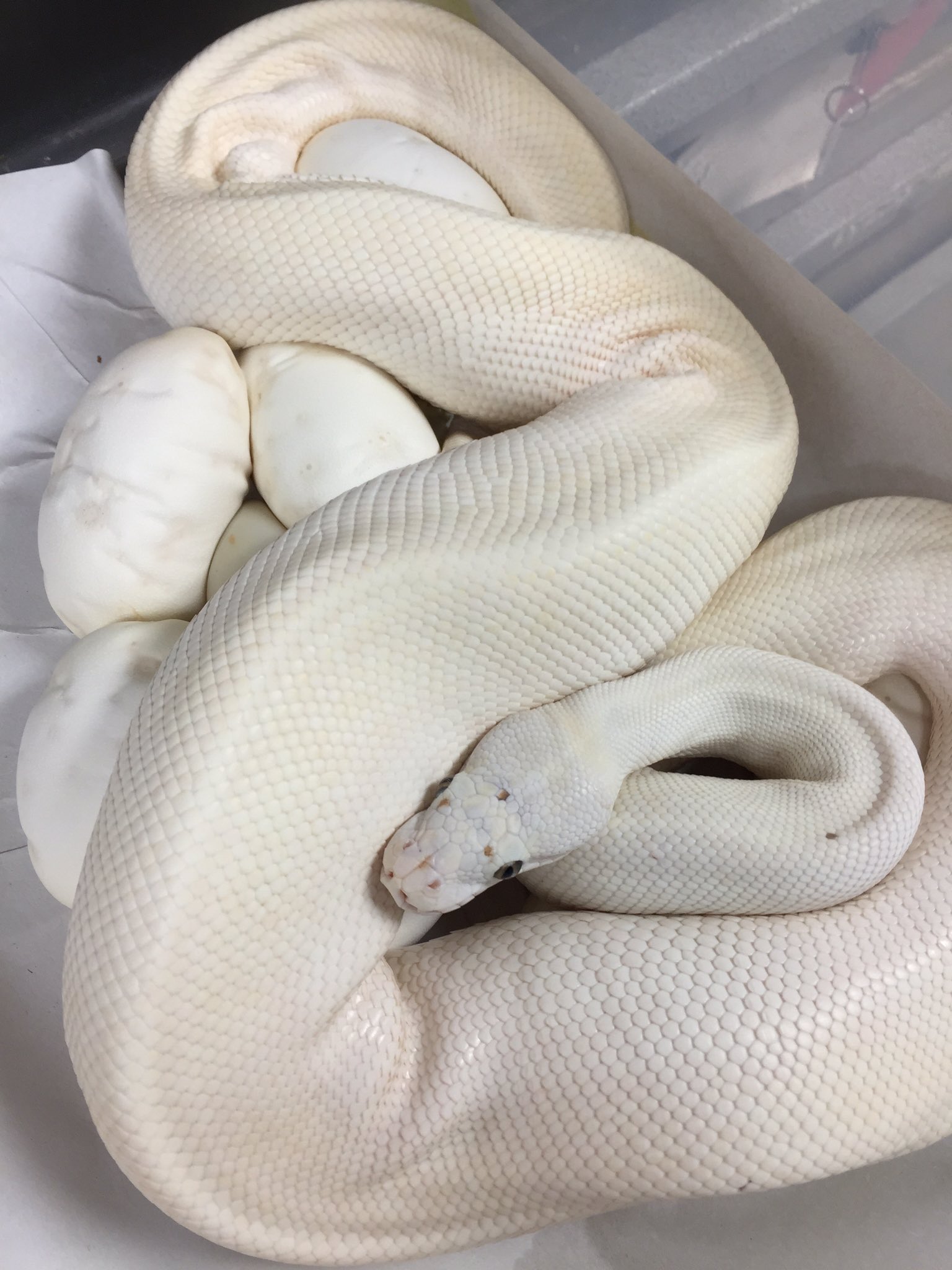 Giant White Snake
