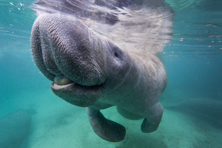 Smiling Manatee