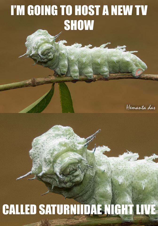 Moth caterpillar identification and a pun #entomology #moths meme:ben ...