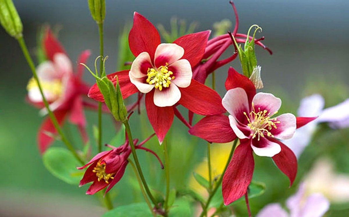 A new gardening plague: aquilegia downy mildew | Telegraph Gardening ...