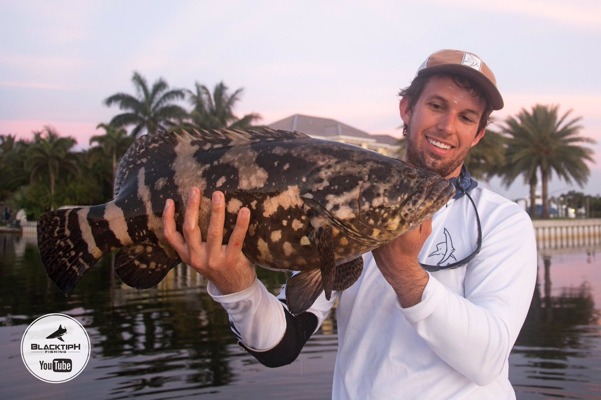 Baby Goliath Grouper