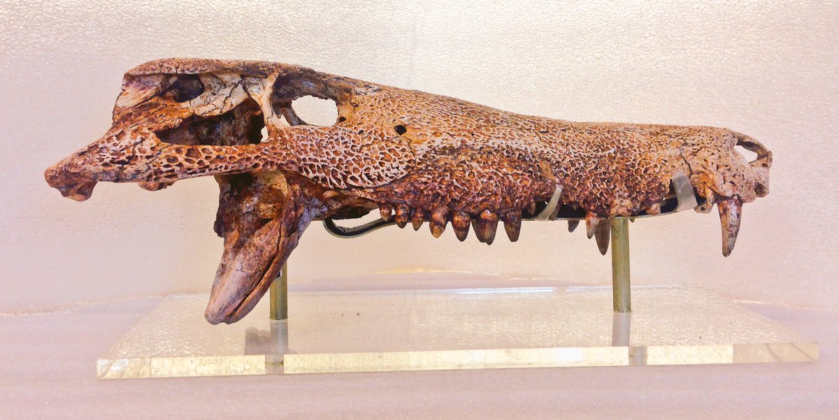 Croc tooth (?) ID - Fossil ID - The Fossil Forum