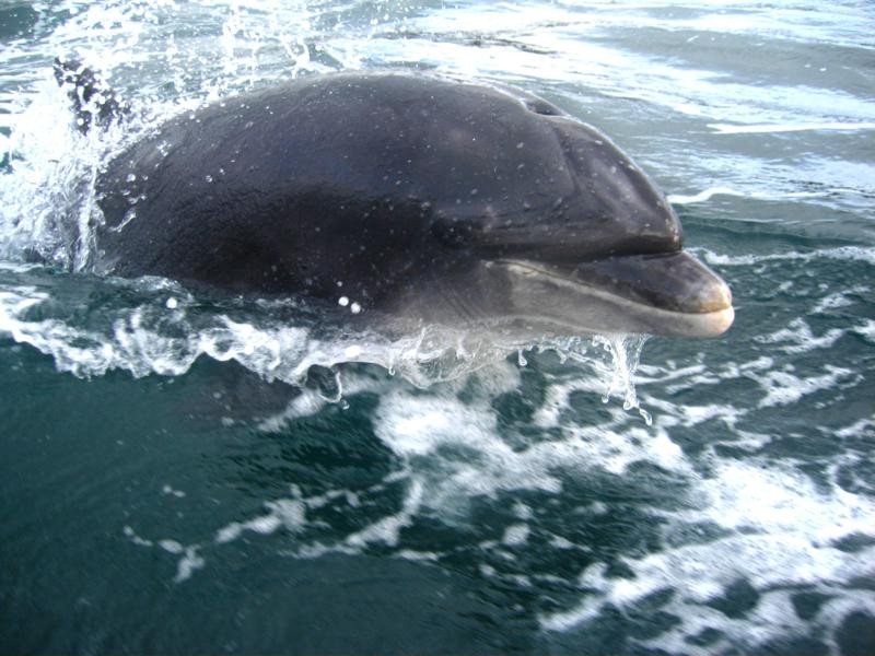 Dingle dolphin Fungie recovering from 'deep gash' in back | TheJournal ...