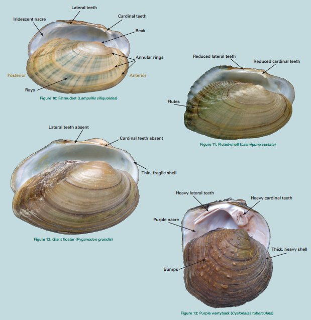 Fluted Shell Mussel