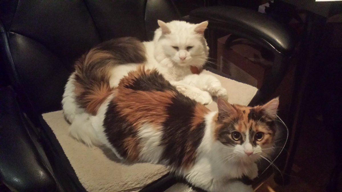 Hell in a Cell + Yapapi strap match with Money in the Bank match with ...