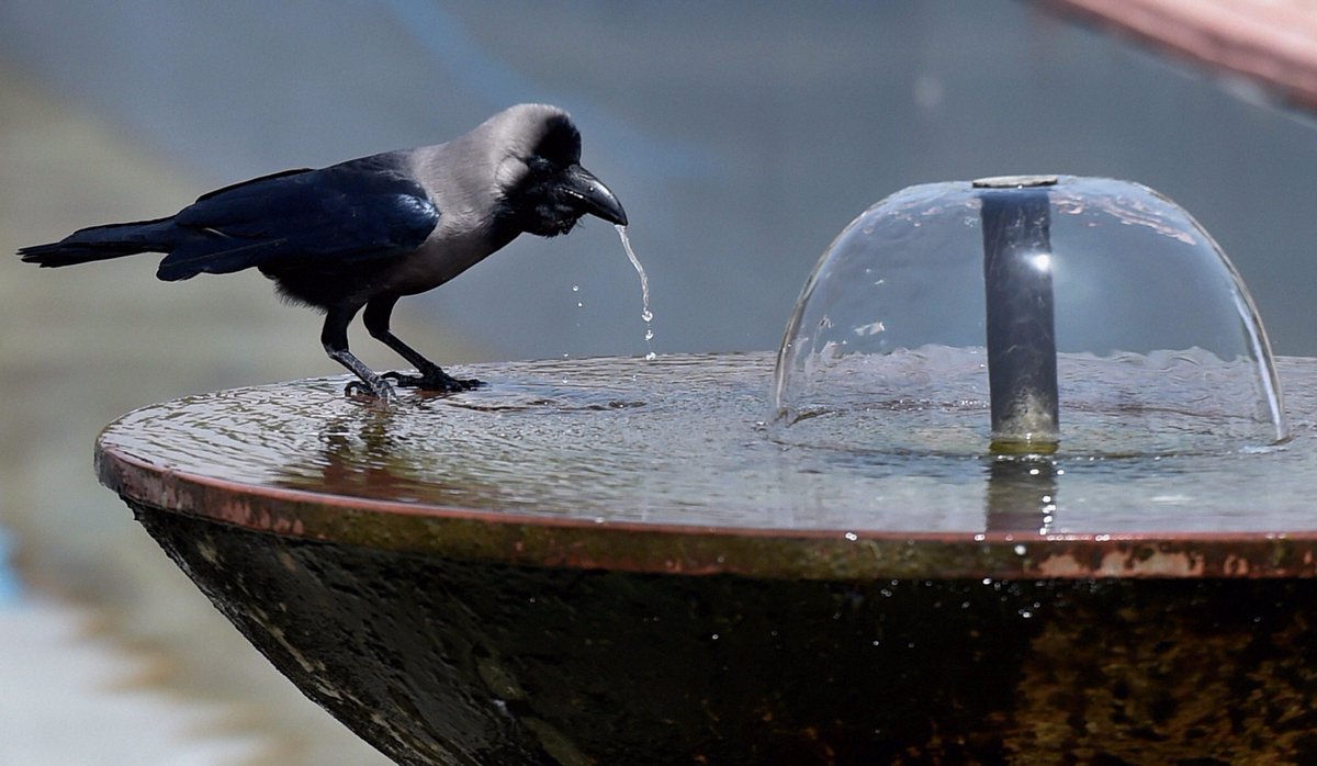 A thirsty crow pecks on a pot fountain on hot summer day in New Delhi ...