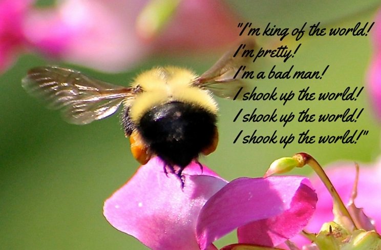 'float like a butterfly, sting like a bee': remembering muhammad ali ...