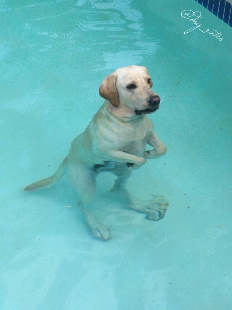 Tyrannosaurus: This... is a Tyrannosaurus rex. We only rate dogs