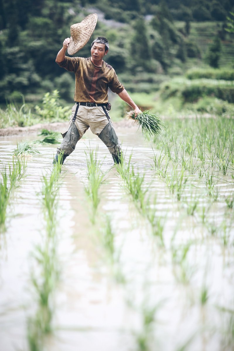 Ancient Chinese Rice