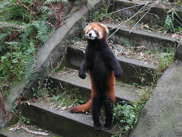 Scared Red Panda