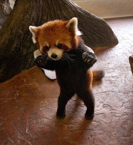 Scared Red Panda
