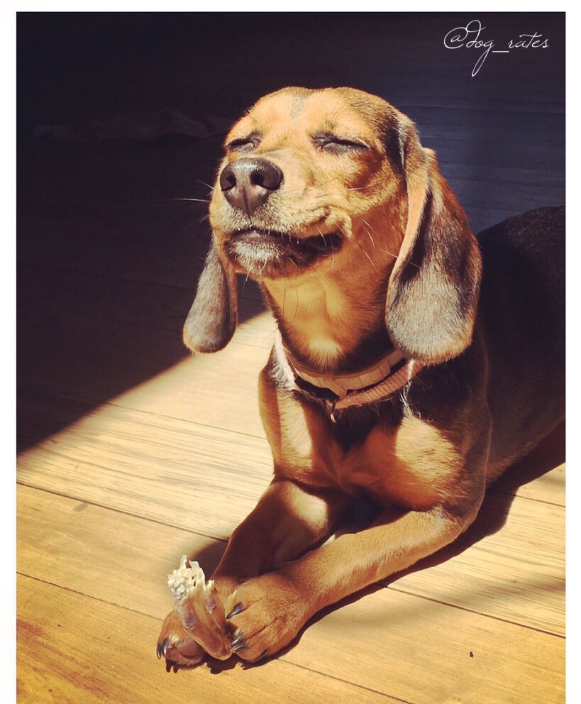 GitHub - dilekdervish/twitter_dog_rates_analysis: This project combines ...