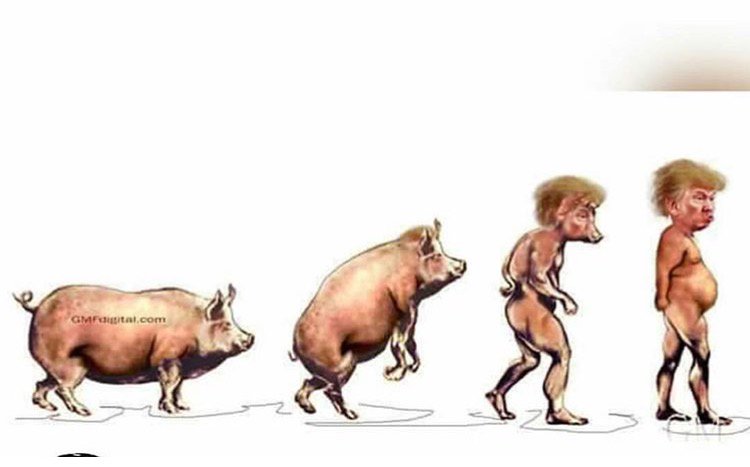 Pig Evolution
