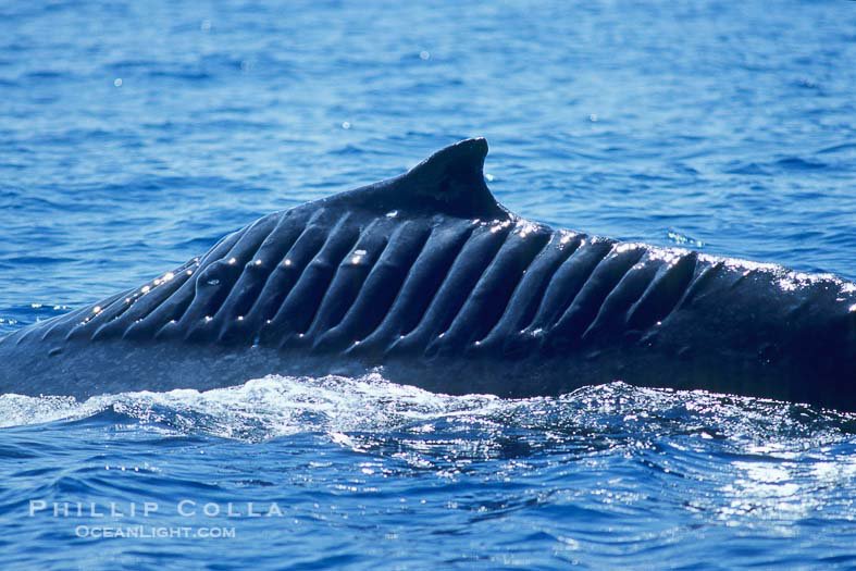 Una ballena herida por la hélice de un barco.... ¡tremendo! # ...