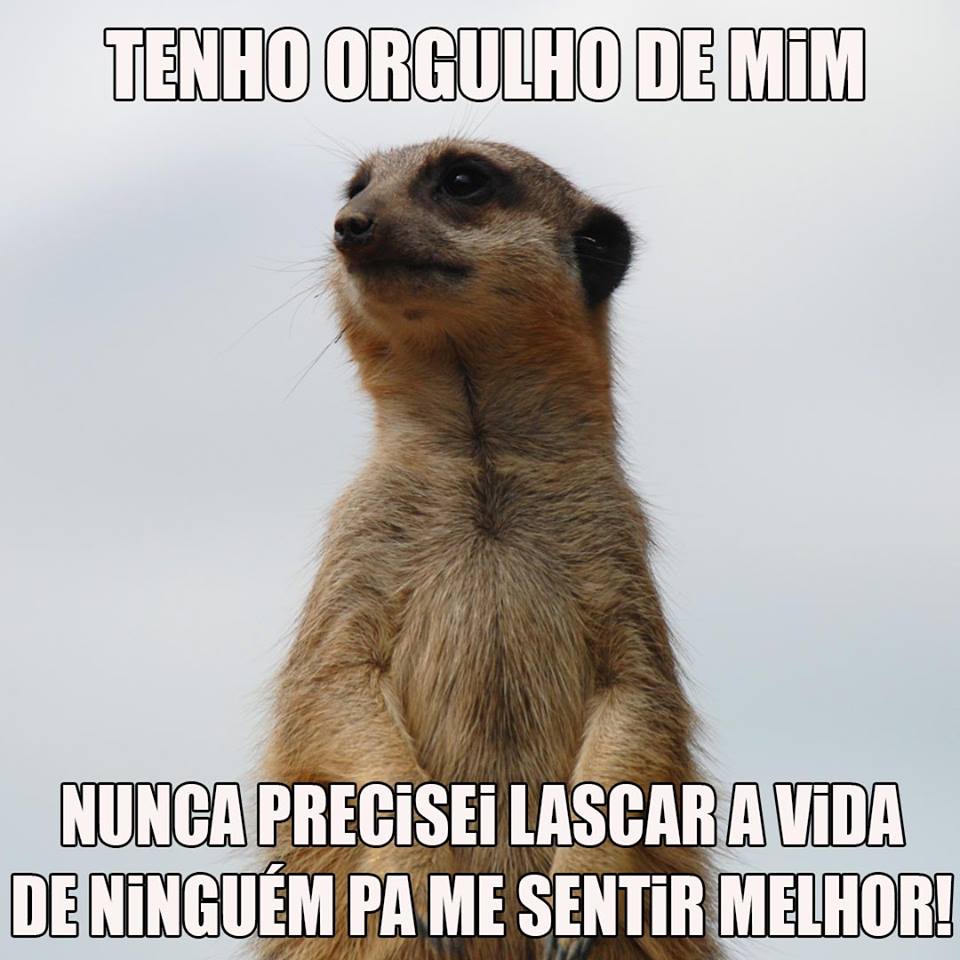 Suricate Seboso : Últimas notícias e atualizações ao vivo - Scoopnest