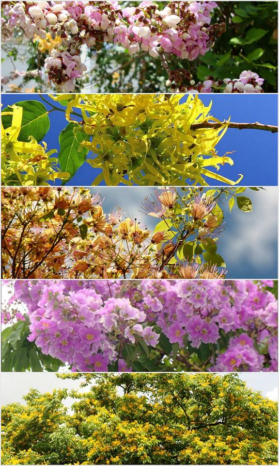 Philippine Flowering Trees