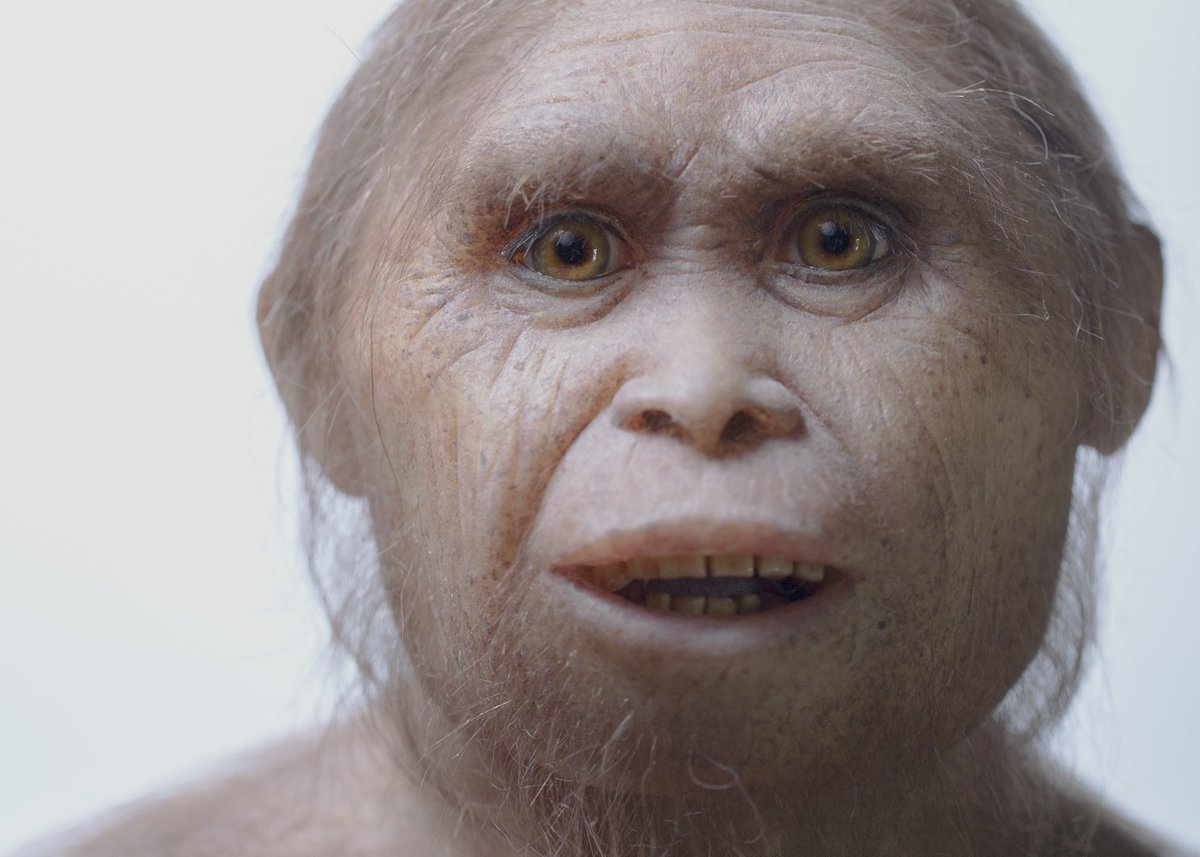 Hobbits really existed – the tiny humans roamed the earth around ...