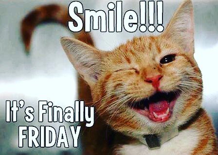 Tgif Funny Cat