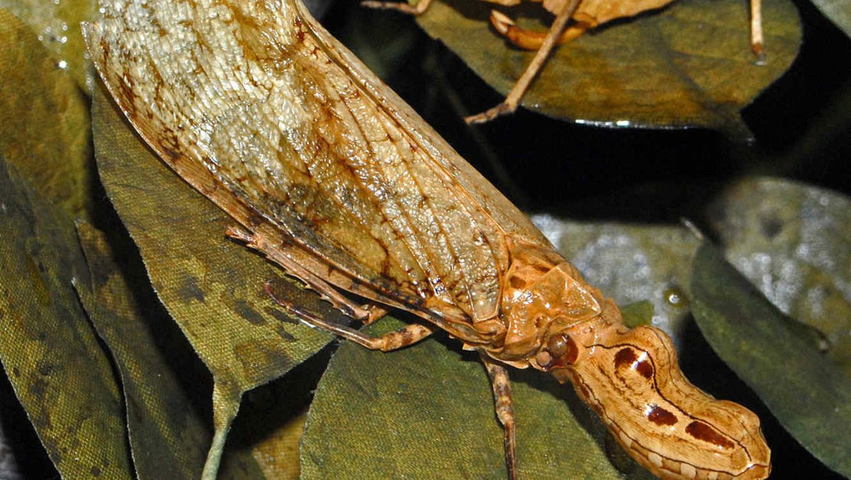 La machaca, el temible insecto que "obliga" a hacer el amor para qu ...