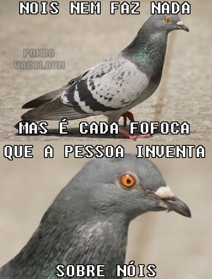 Memes Pombo Pombos #pombo #pomba #comendo #ração #gatos #cats #cat