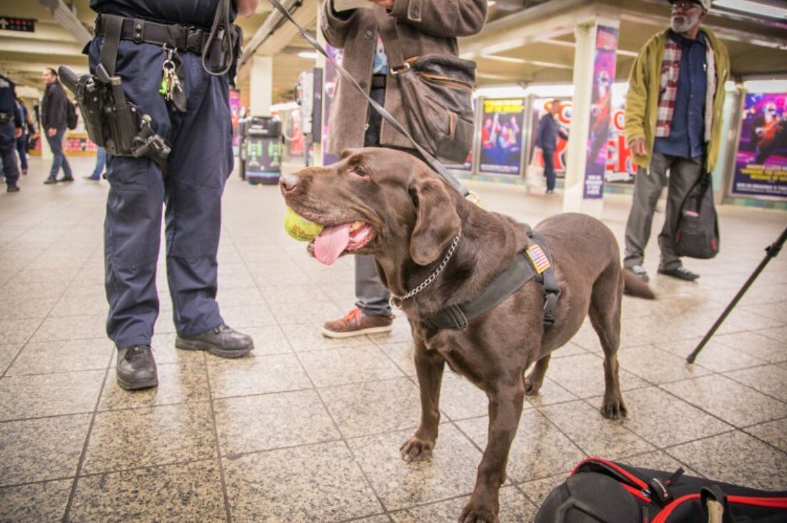 NYPD Transit on Twitter: "#TBK9 Sgt Randy Brenner: “There’s no instruction manual on this ...
