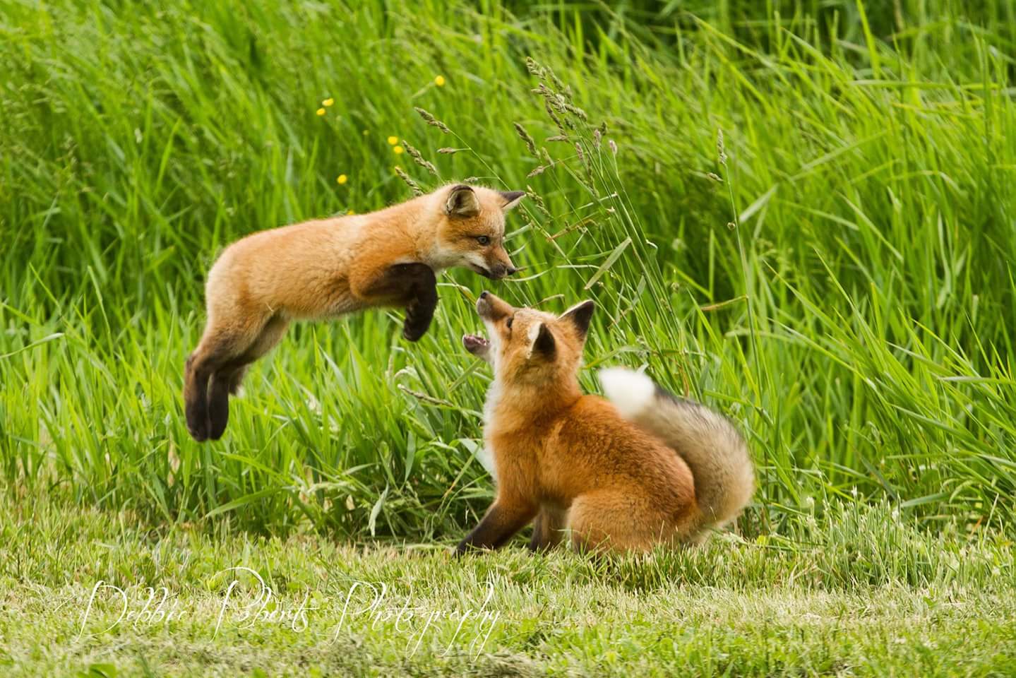 Jumping Fox Cub