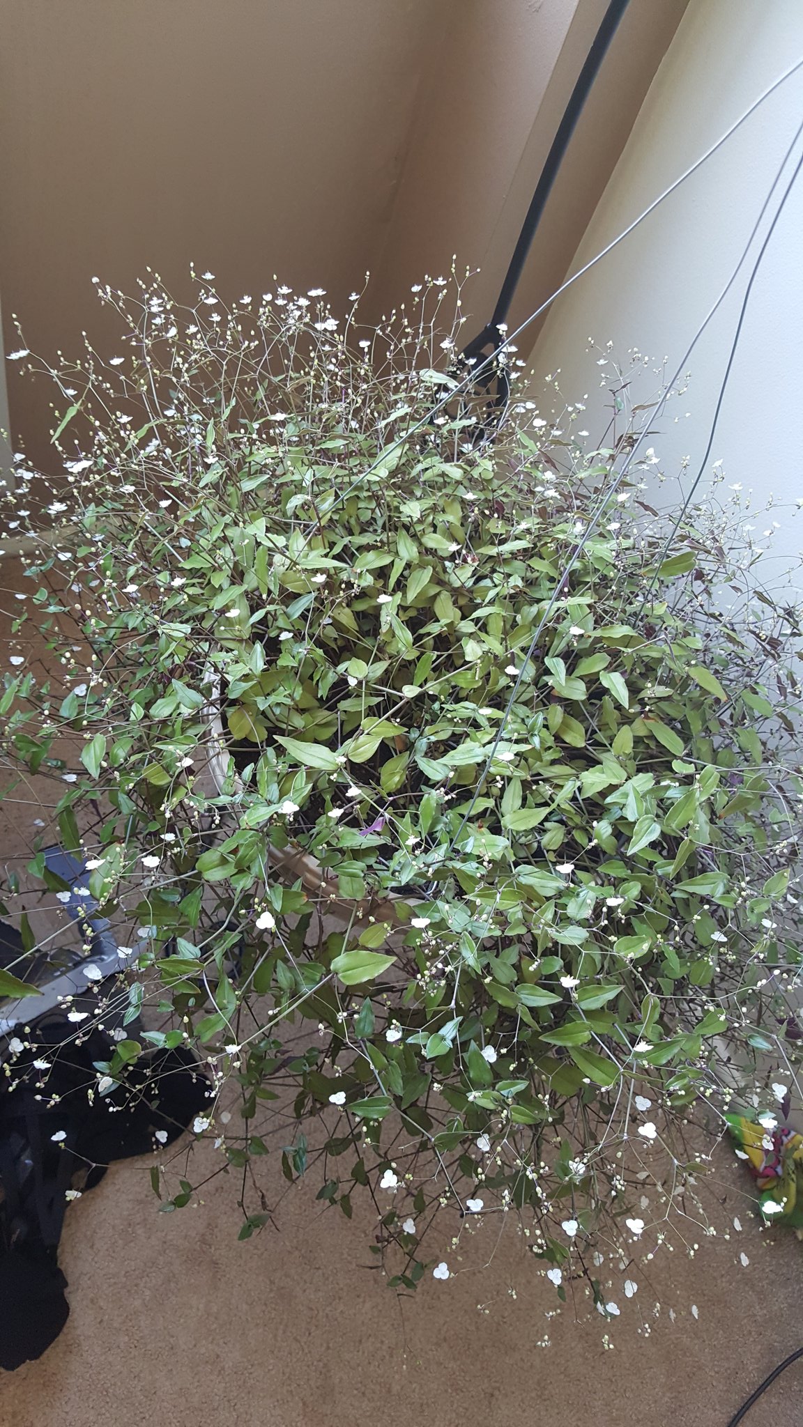 TW Pornstars - Elizabeth Smith. Twitter. Can anyone identify this one ...