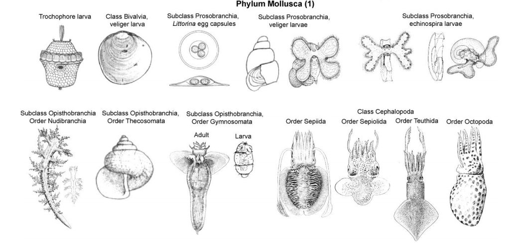 Marine Zooplankton Identification