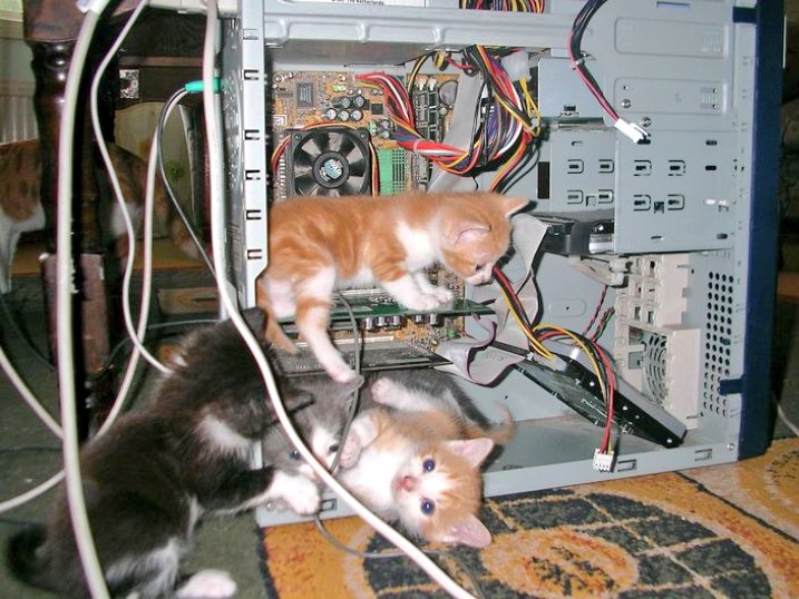 Cat Fixing Computer