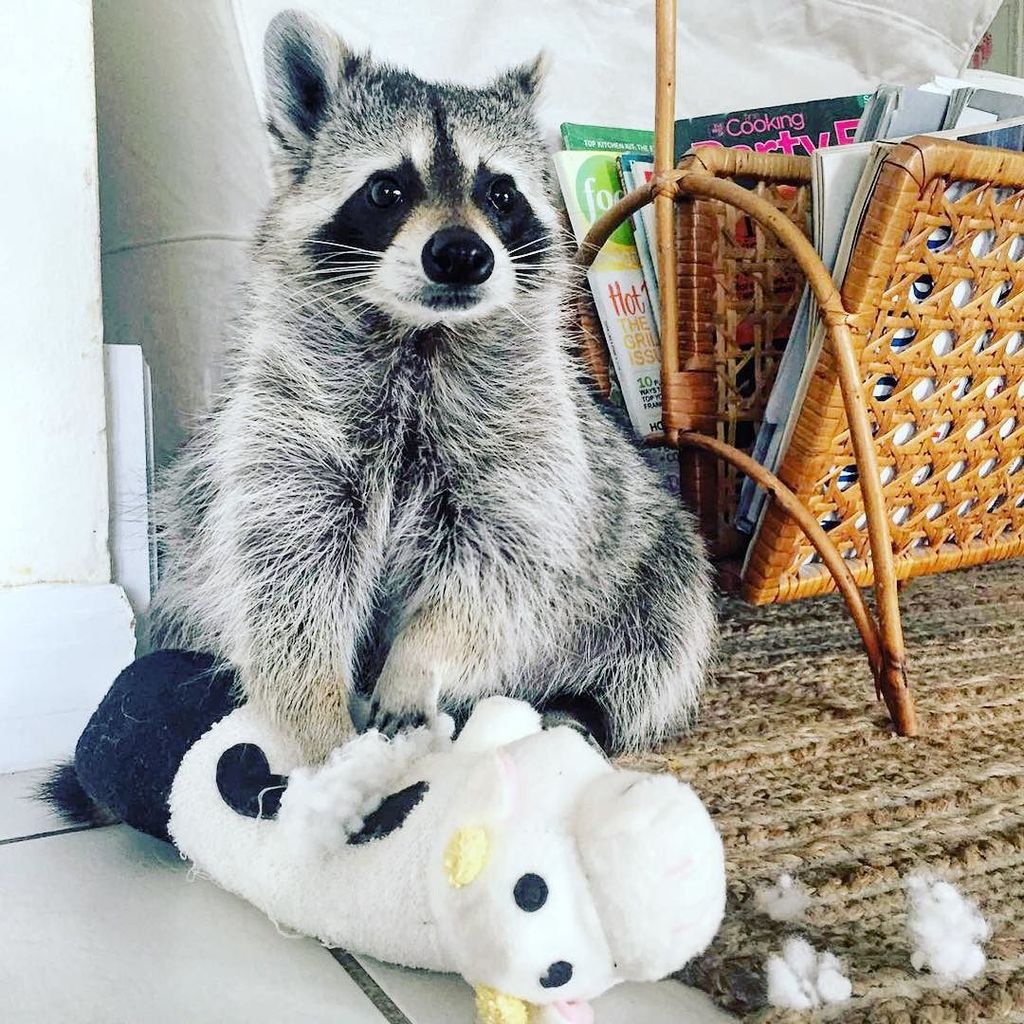 That Raccoon Is For Me