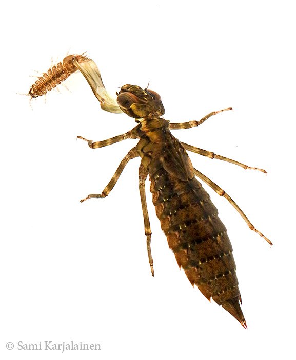 Odonata Larvae