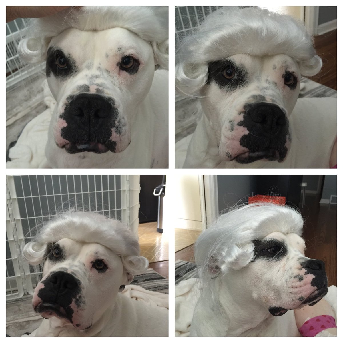 Did George Washington Have A Dog