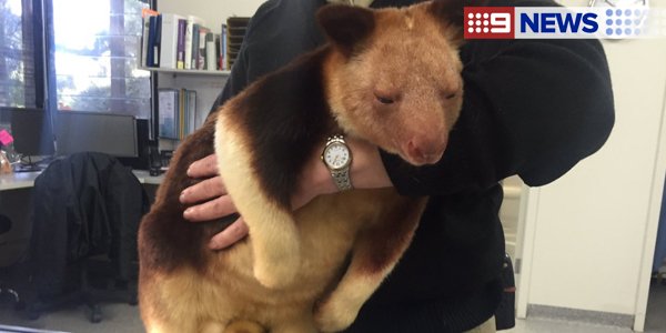 Orphaned tree kangaroo is all grown up and going to live in Singapore ...