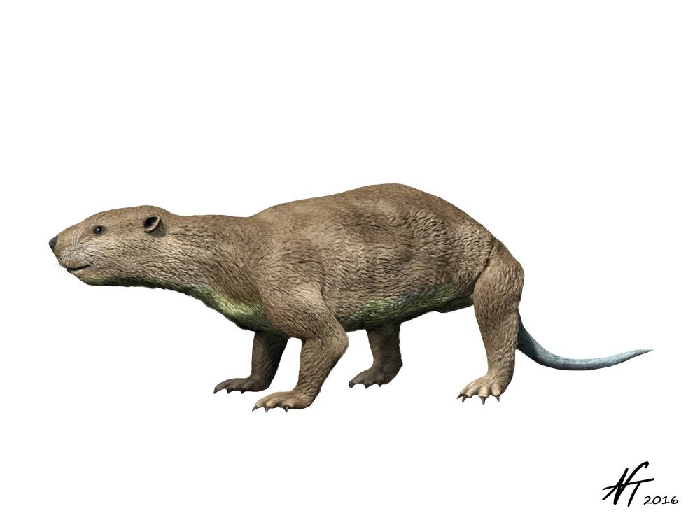 Nobu Tamura on Twitter: "#Didelphodon vorax, the Cretaceous otter wannabe mammal https://t.co ...