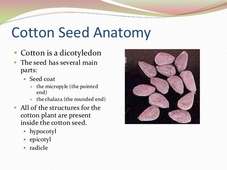 Cotton Plant Anatomy Diagram
