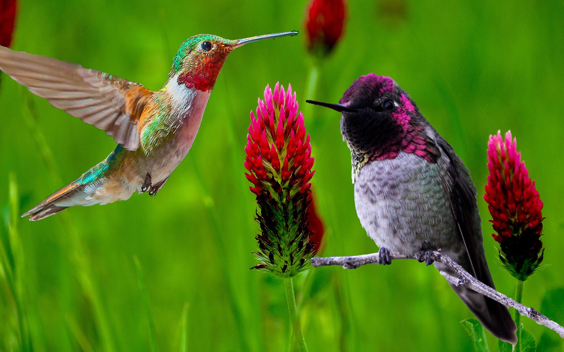Colorful Hummingbirds Flying