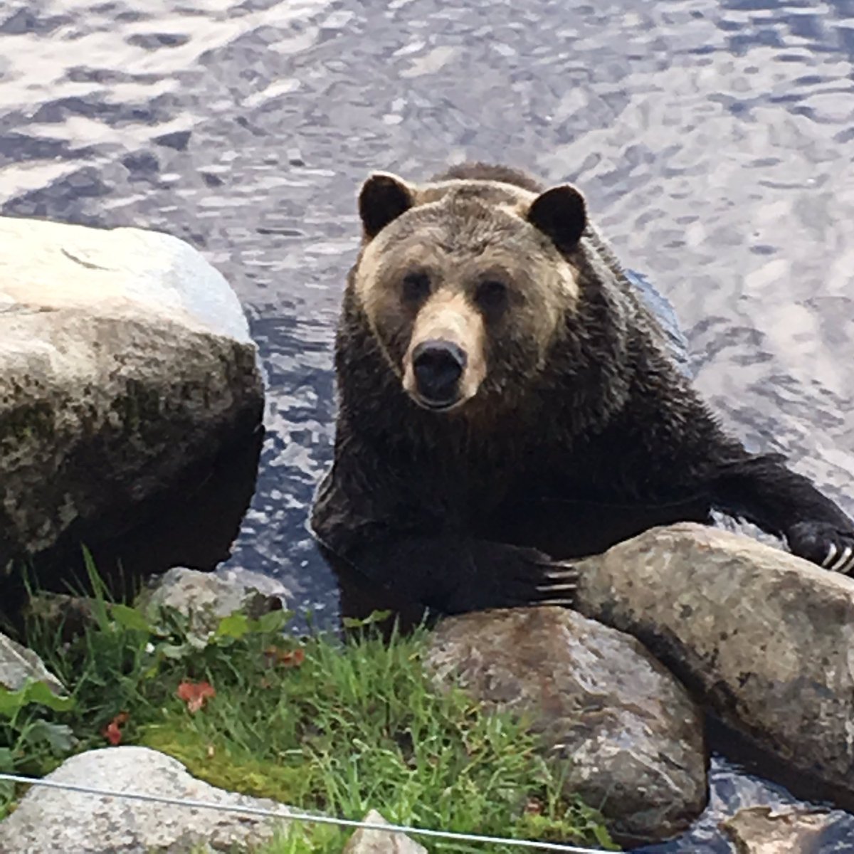 In grouse mountain - vancouver you meet marvelous animals like this ...