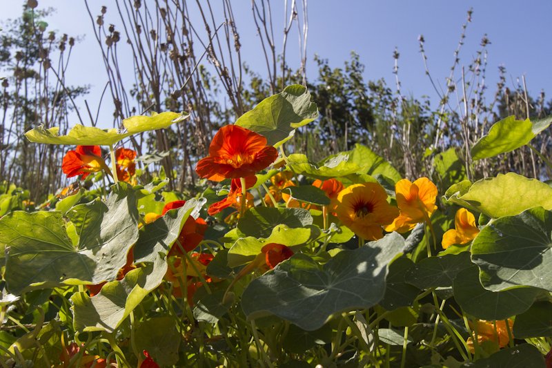 Nationale Tuinweek (@Tuinweek) | Twitter