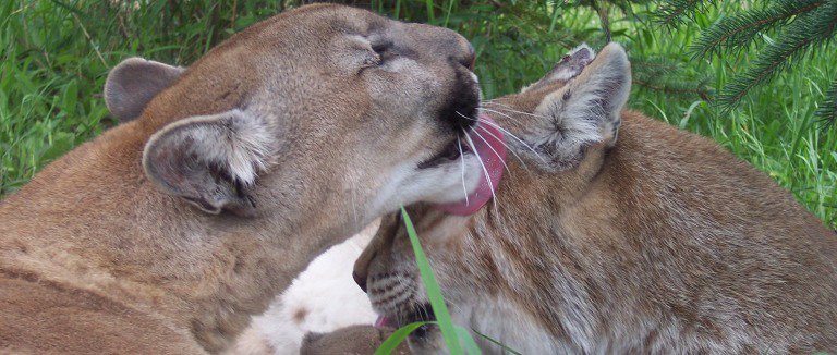 Lynx Vs Cougar