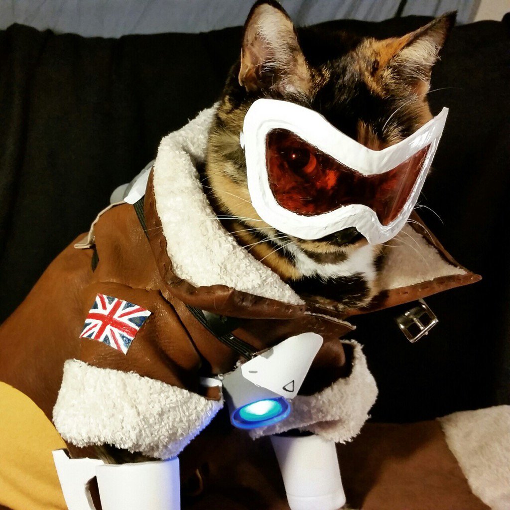 Tracer cosplayed by a cat : r/Overwatch
