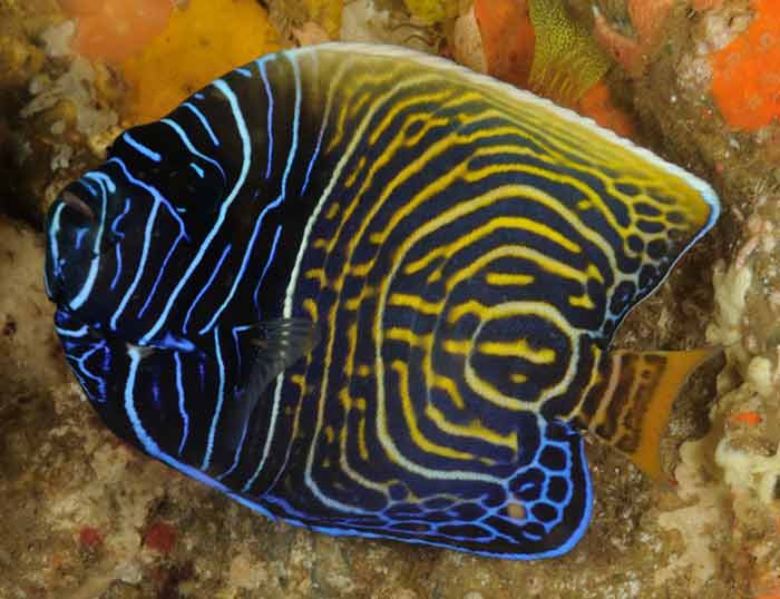 Emperor Angelfish Transformation