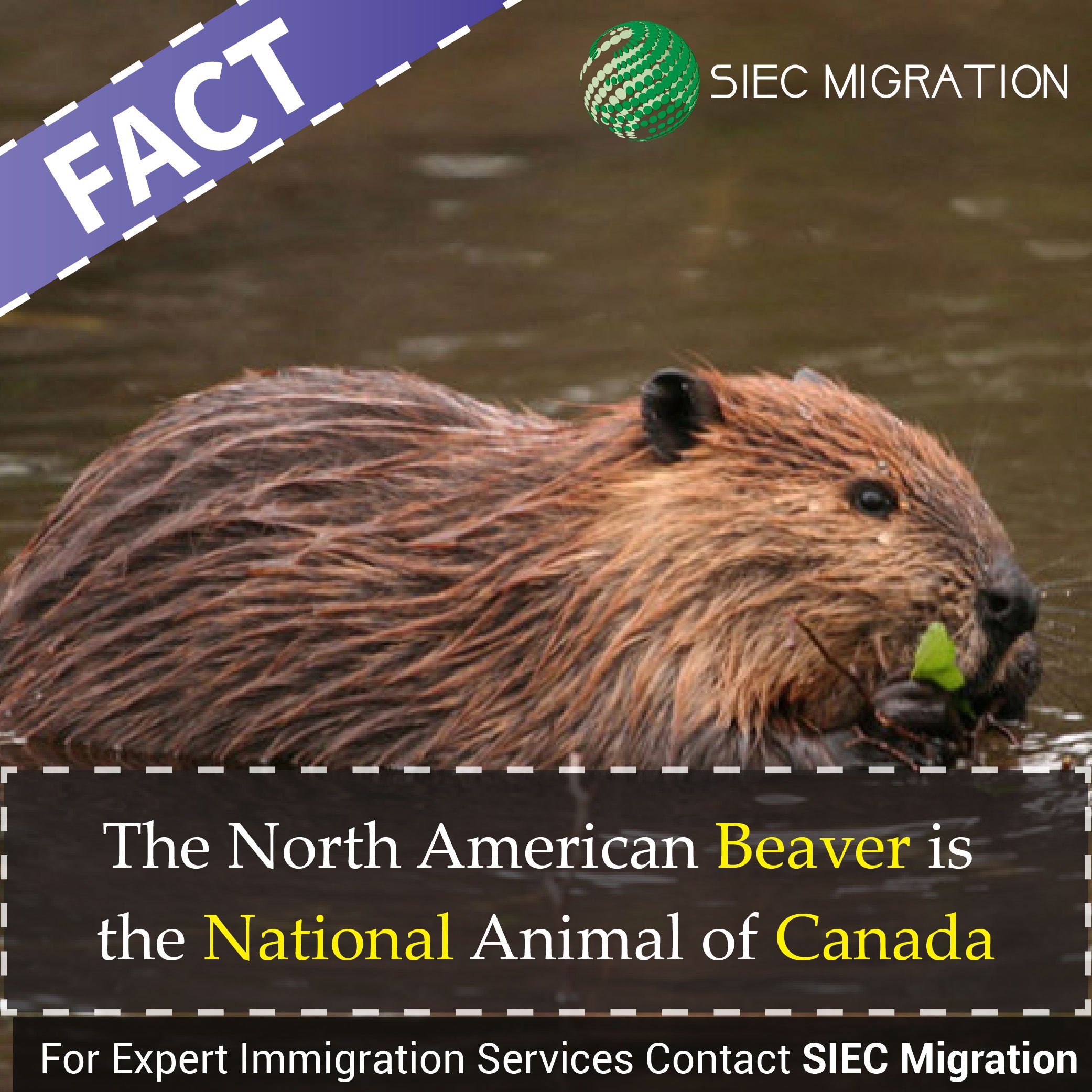 Canadian National Animal